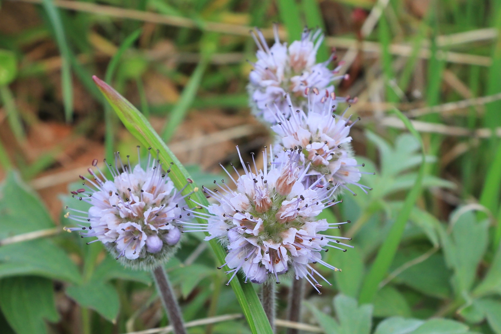 Washington’s Columbia River Gorge: The Labyrinth, April 2018 – Evans ...