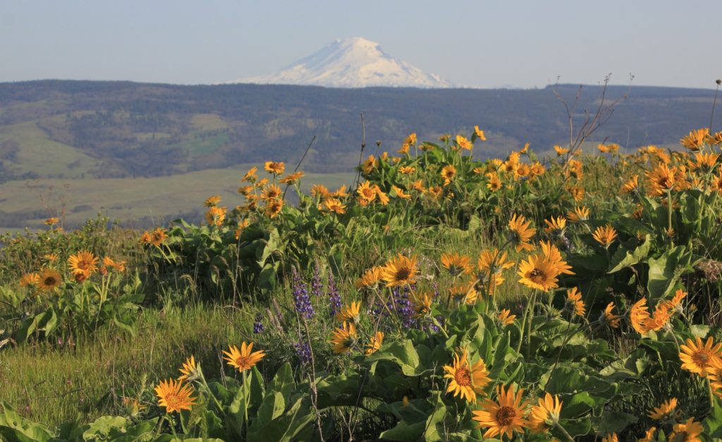 Oregon’s Columbia River Gorge: Tom McCall Point & Rowena Plateau, April ...