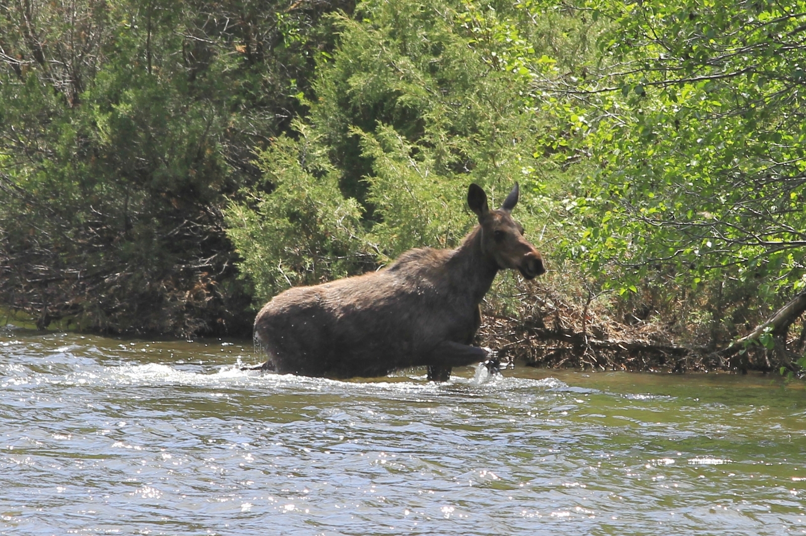 Pintler Scenic Route, Granite Ghost Town & Skalkaho Falls – Evans ...