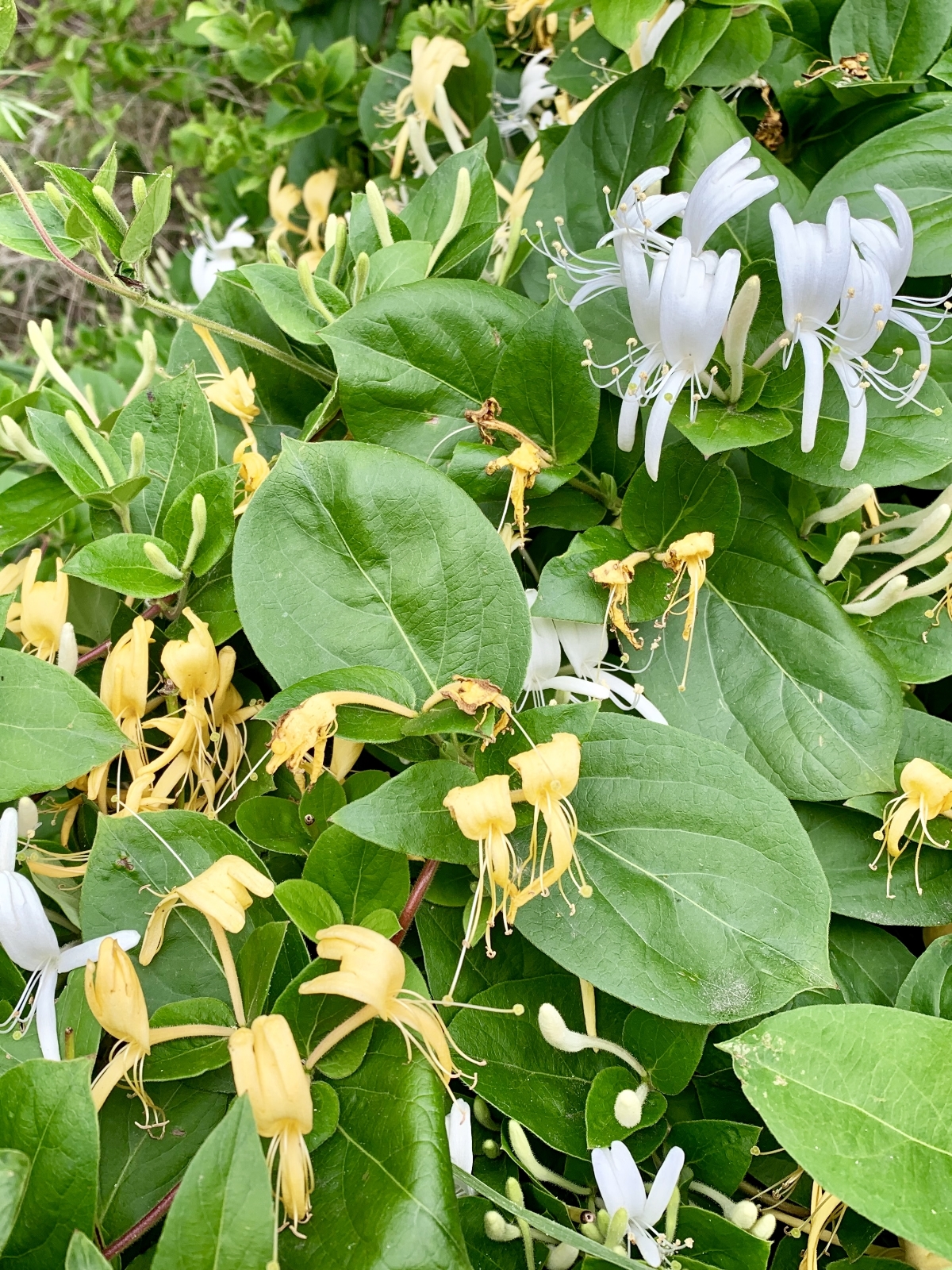 Chief Timothy (3) – Evans Outdoor Adventures