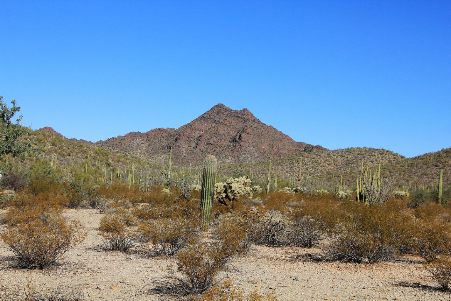 Organ Pipe Cactus National Monument: Victoria Mine & Alamo Canyon Hikes ...