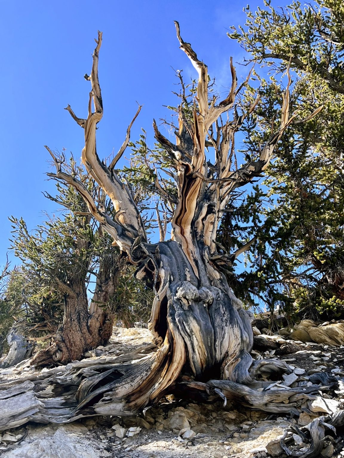 California’s Ancient Bristlecone Pine Forest – Evans Outdoor Adventures