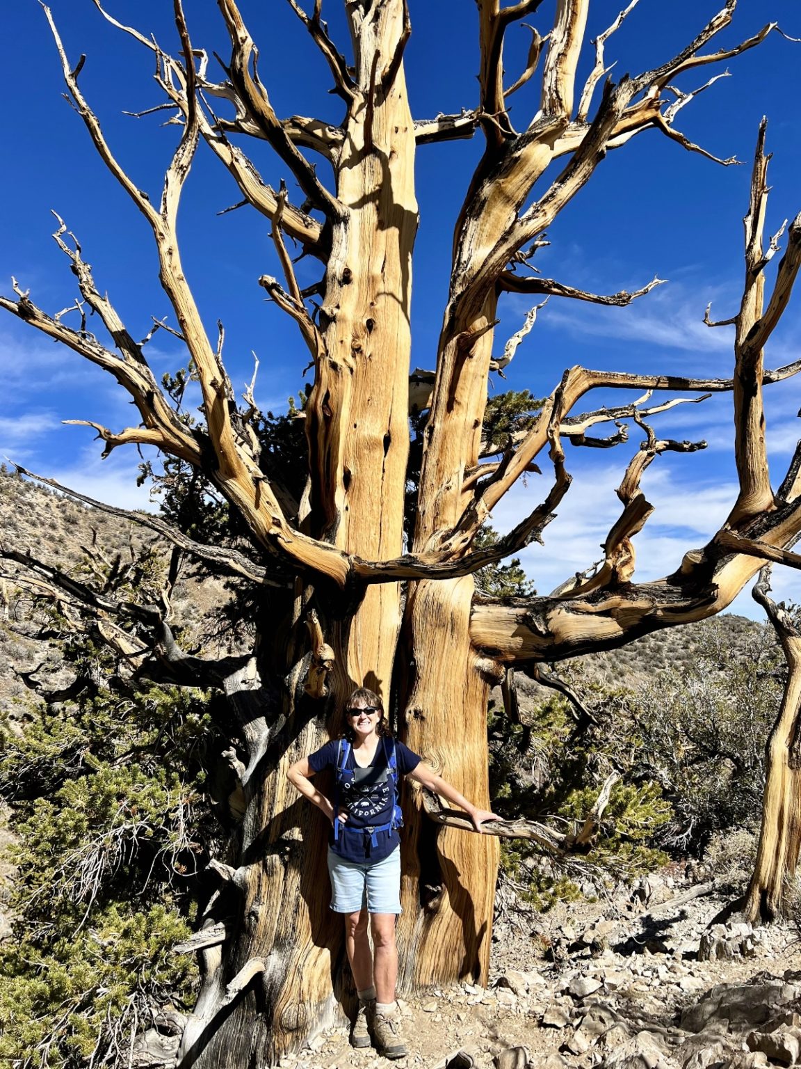 California’s Ancient Bristlecone Pine Forest – Evans Outdoor Adventures
