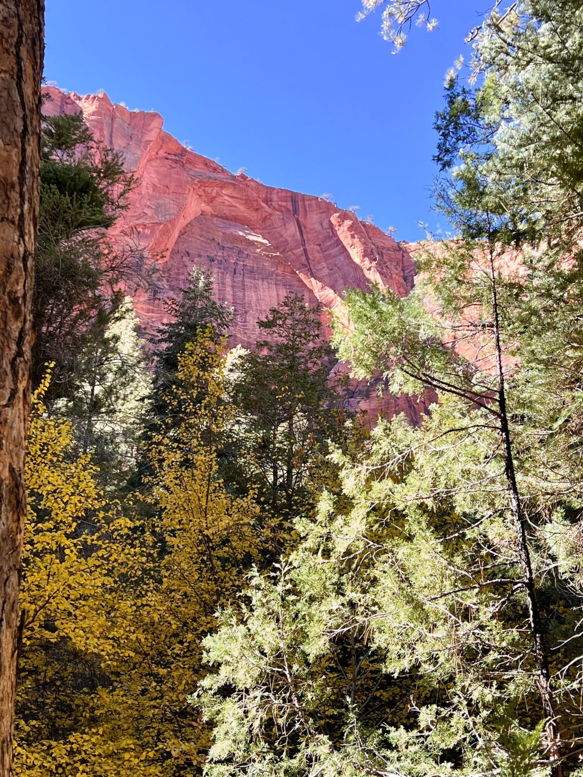 Kolob Arch, Zion National Park – Evans Outdoor Adventures