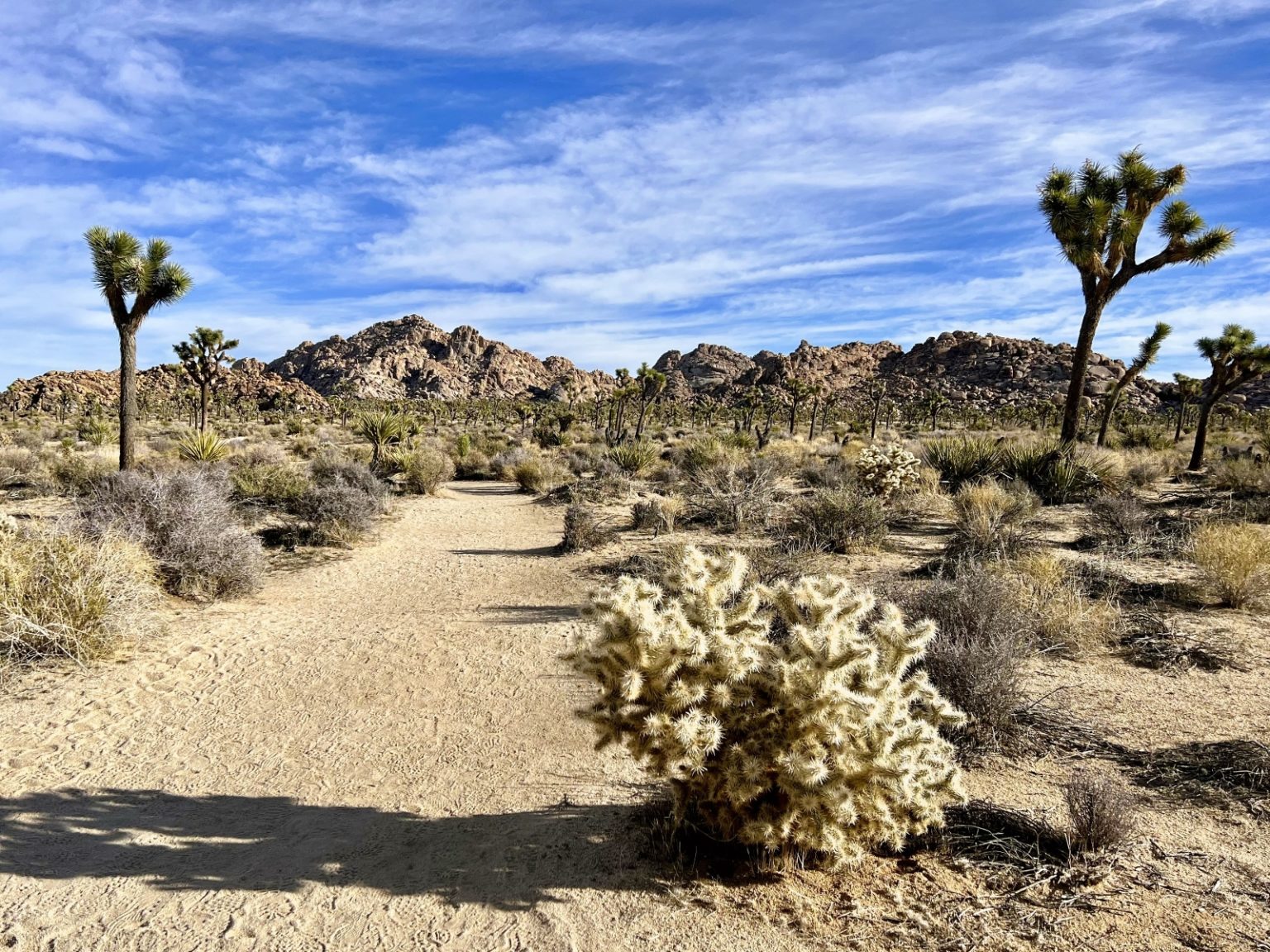 Joshua Tree National Park: Willow Hole – Evans Outdoor Adventures