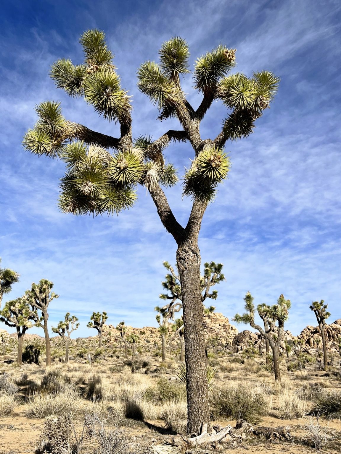 Joshua Tree National Park: Willow Hole – Evans Outdoor Adventures