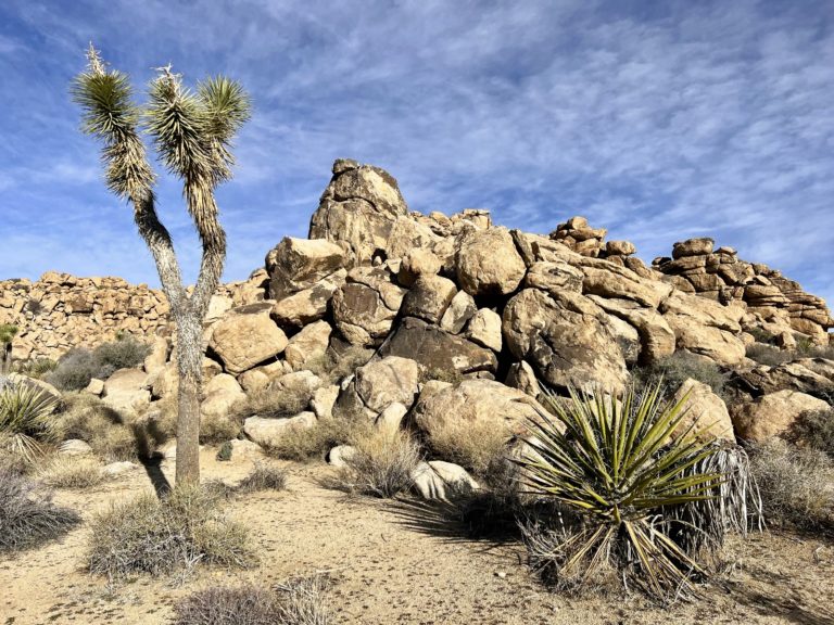 Joshua Tree National Park: Willow Hole – Evans Outdoor Adventures
