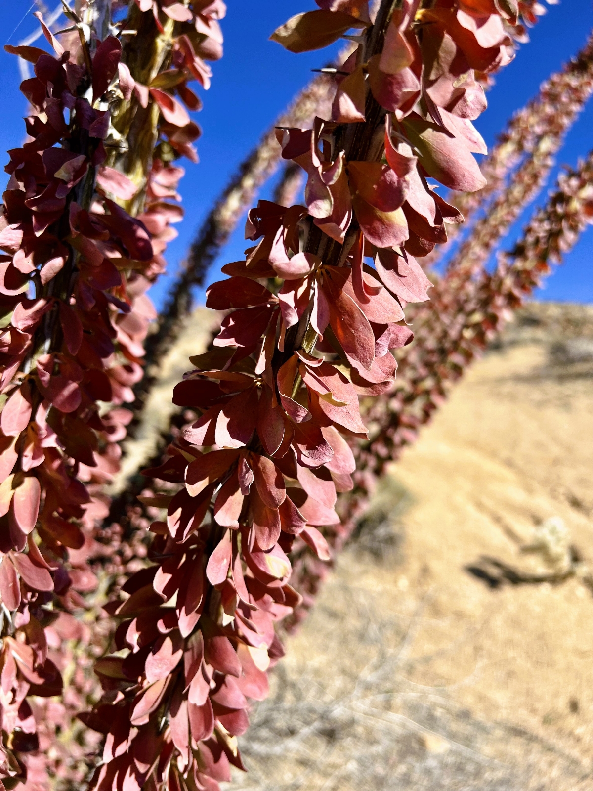 SoCal’s Lake Cahuilla and Lost Palm Oasis – Evans Outdoor Adventures
